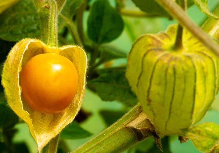 Perlu Hati-Hati Konsumsi Buah Ciplukan Yang Hit Lagi Mahal | Surau.co