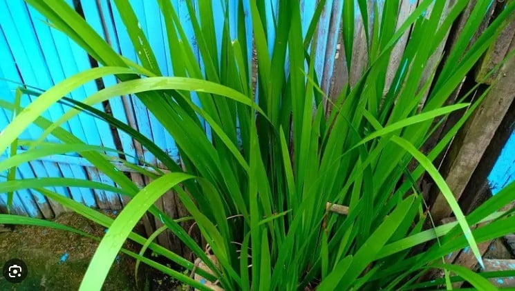 Dua Sisi Tanaman Dlingo Tanaman Herbal Populer | Surau.co