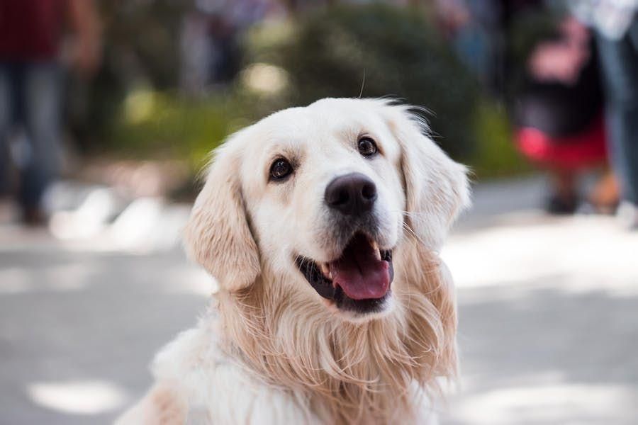 Sejarah Awal Mula Daging Anjing Diharamkan dalam Islam